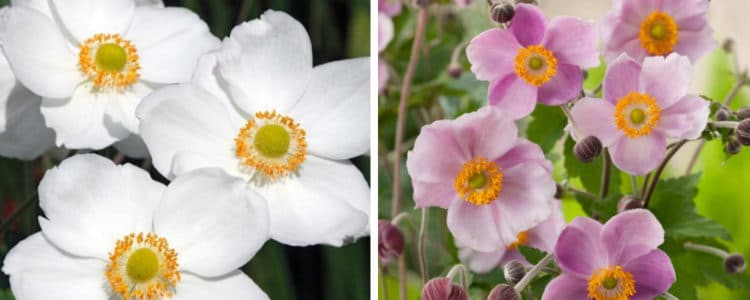 Buy Mixed Native Hedging Plants UK | Hope Grove Nurseries