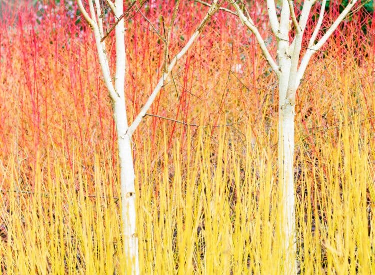 Dogwood Annys Winter Orange Hedging Plants (Cornus Sanguinea)