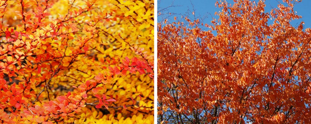 Choosing The Right Hedge - Hedging Advice - Choose Hedges Correctly