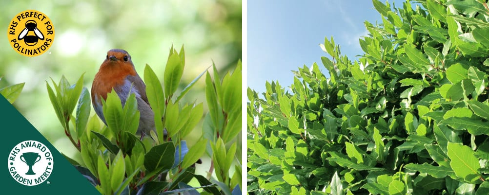 Buy Small Laurel Hedge Plants | Prunus Laurocerasus Otto Luyken