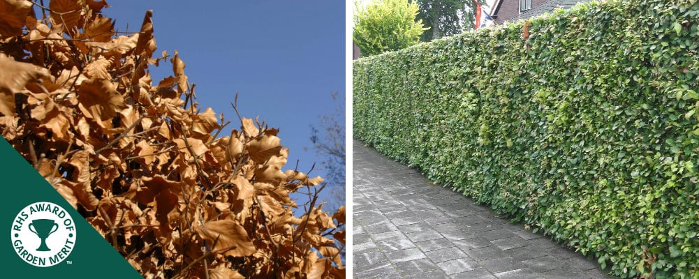 How Do You Renovate Overgrown Beech Hedges? - Hopes Grove Nurseries