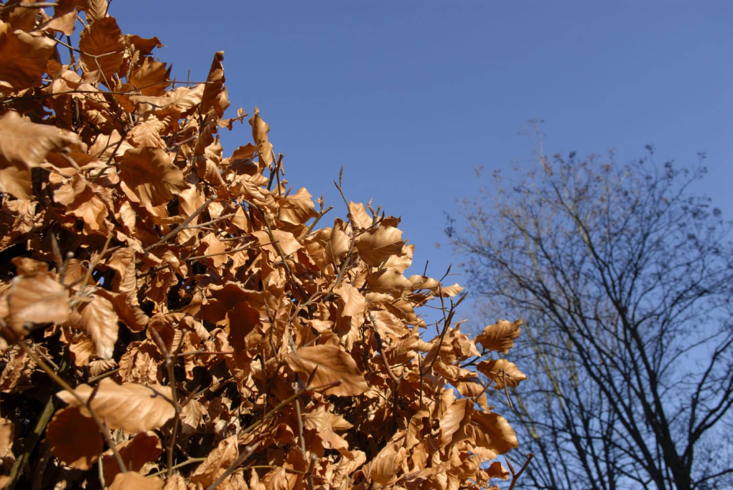Buy Beech Hedge Plants | Beech Hedging by Hopes Grove Nurseries