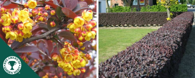 Potted Hedge Plants | Hopes Grove Nurseries