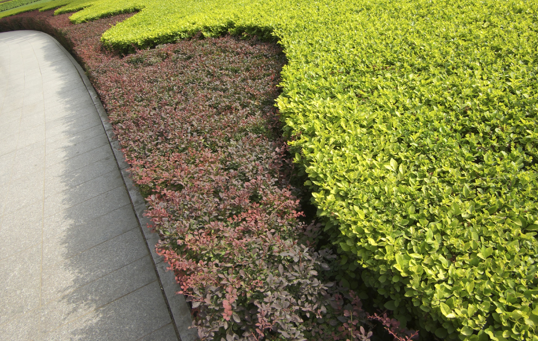 Buy Berberis Purple Dwarf Hedging Plants & Hedges | Hopes Grove Nurseries