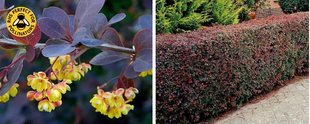 Buy Berberis Hedging (Barberry) | Berberis Plants & Hedging | Hopes Grove