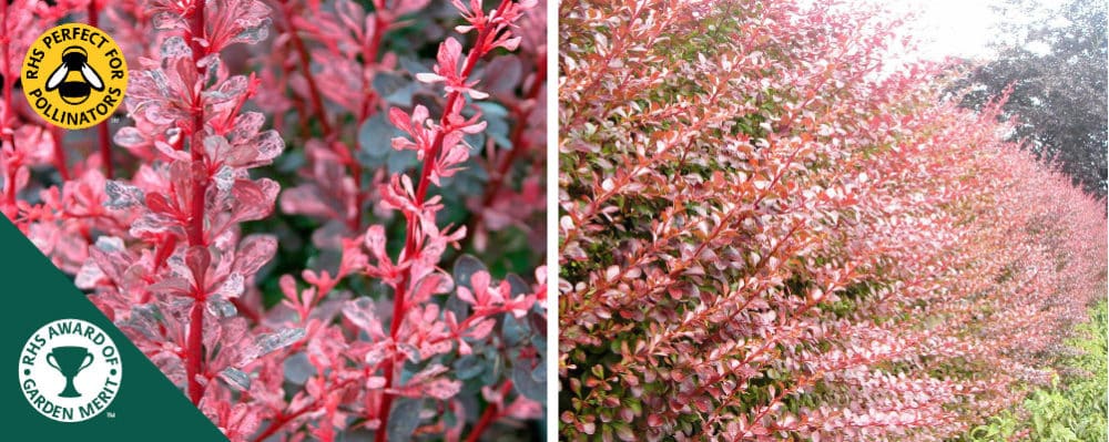 Potted Hedge Plants | Hopes Grove Nurseries