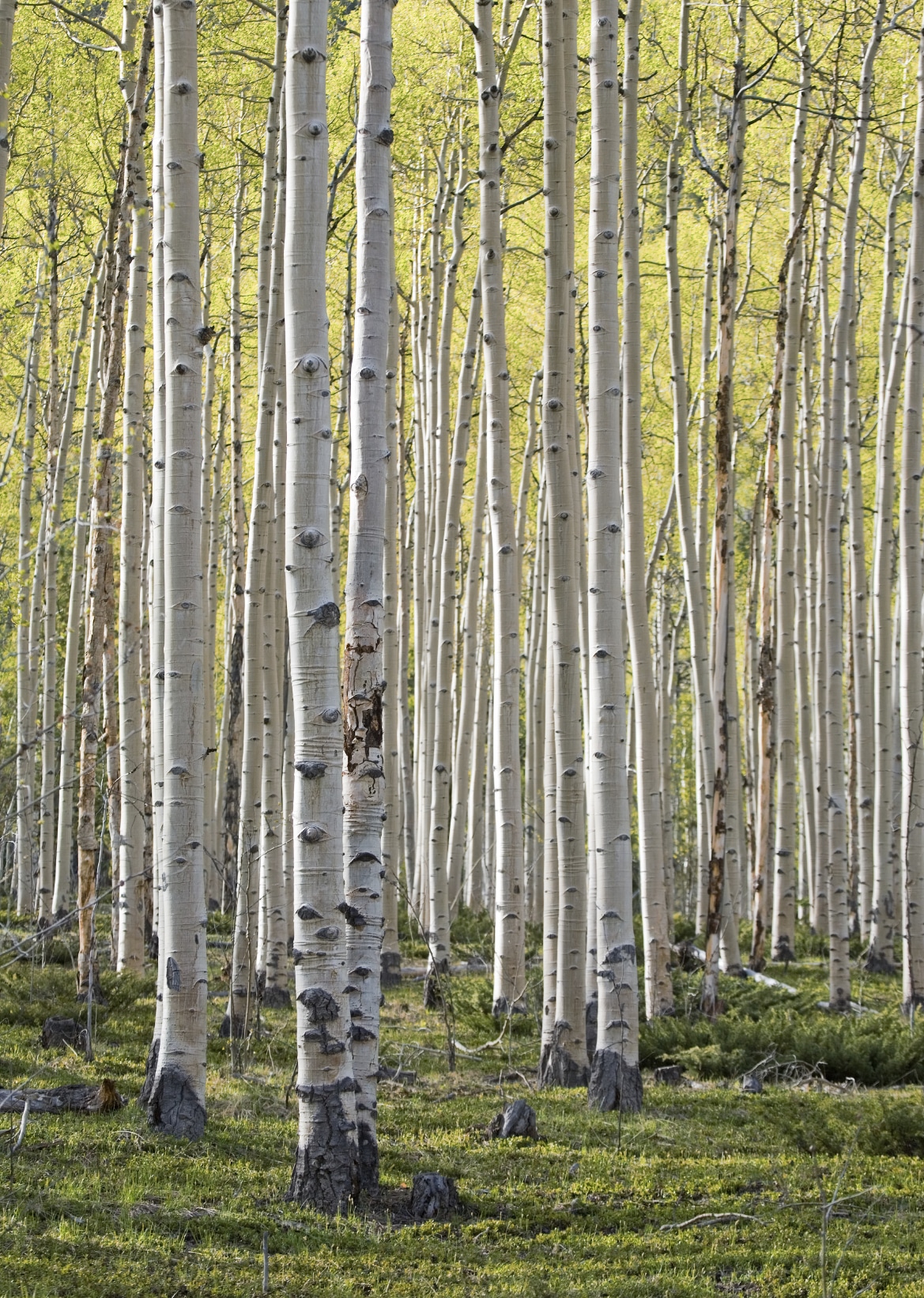 Buy Birch Trees | Betula Trees | Hopes Grove Nurseries