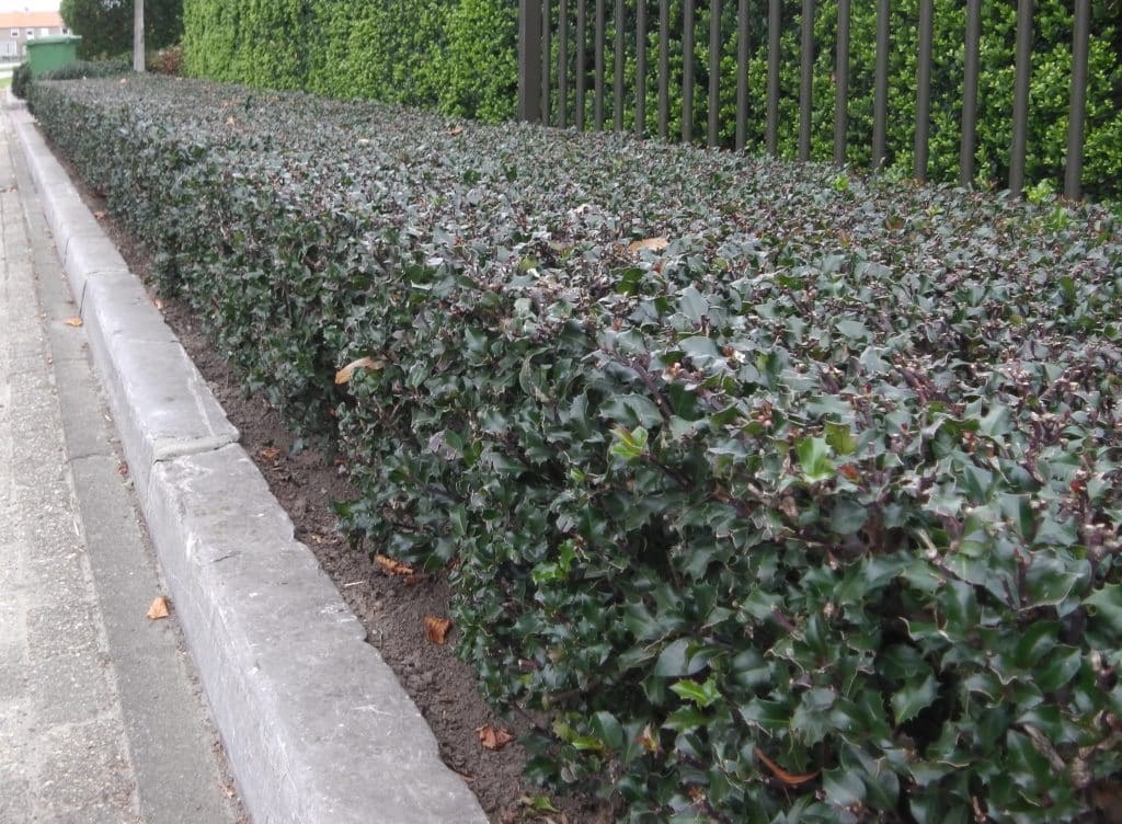 Buy Ilex Meserveae Hedging Plants - Blue Princess or Holly Blue Hedges