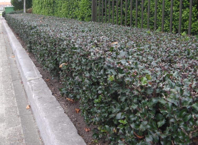 Buy Ilex Meserveae Hedging Plants - Blue Princess or Holly Blue Hedges