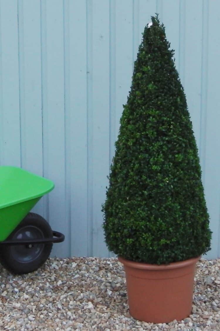 Box Cones - Cone Shaped Buxus Topiary - Hopes Grove Nurseries