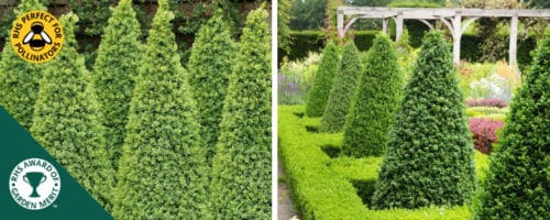 Buy Box Topiary | Box Topiary Plants for Garden Hedging | Hopes Grove ...