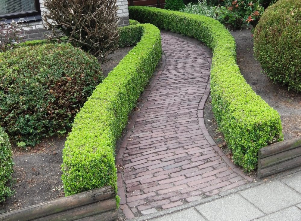 Dwarf Box Hedging Plants - Buxus Microphylla Rococo Hedges - Dwarf Box ...
