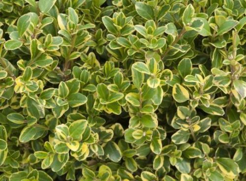 Buy Box Hedging (Boxwood) | Buxus Hedging | Box Hedge Plants Online