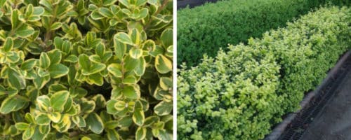 Buy Box Hedging (Boxwood) | Buxus Hedging | Box Hedge Plants Online