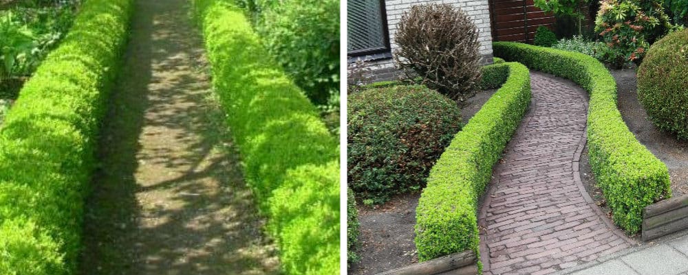 Small Hedges For Sale | Ornamental Hedges | Hopes Grove Nurseries