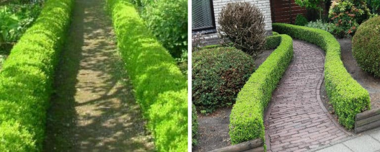 Small Hedges For Sale | Ornamental Hedges | Hopes Grove Nurseries