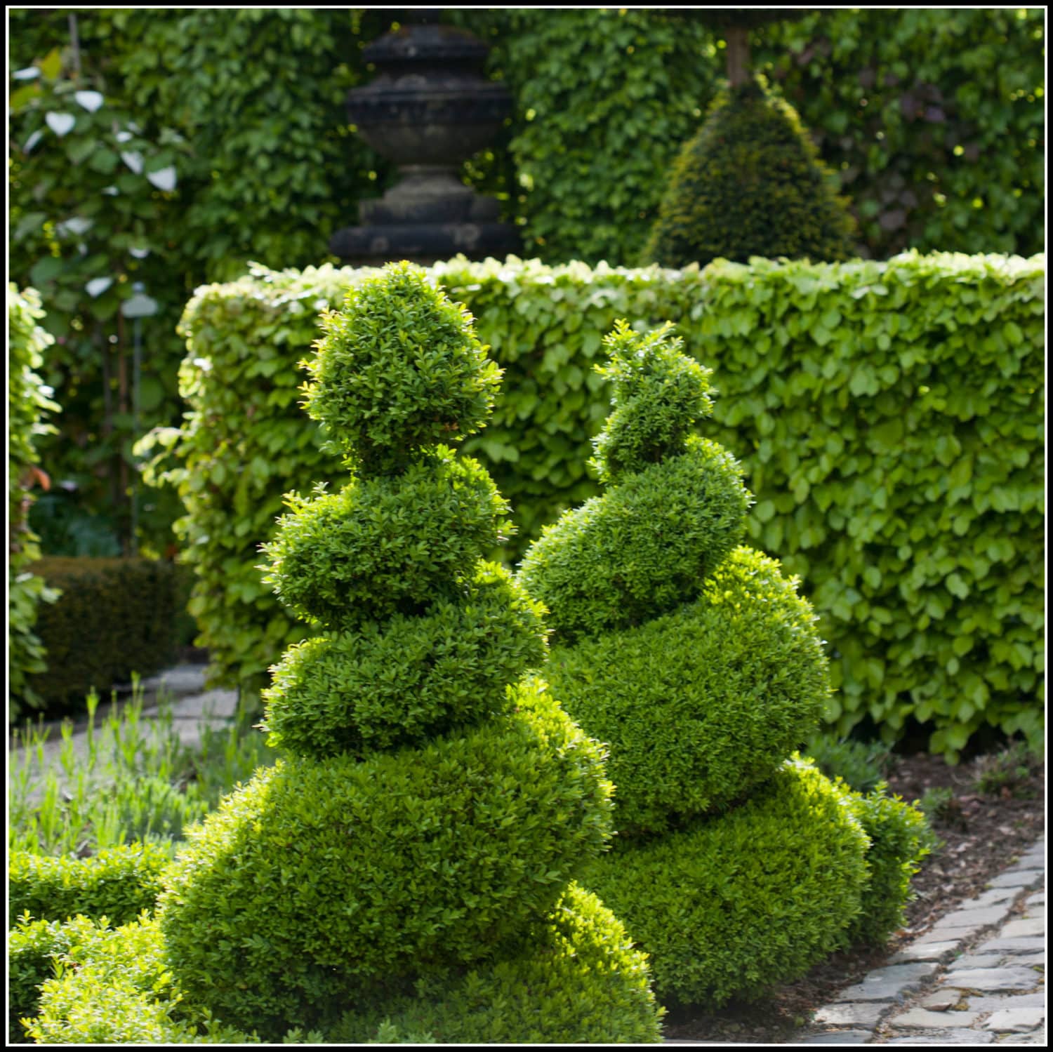 Buy Topiaries Topiary Plants Trees In Various Shapes Hopes Grove buy-topiaries-topiary-plants-trees-in-various-shapes-hopes-grove