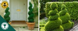 Buy Box Topiary | Box Topiary Plants for Garden Hedging | Hopes Grove ...
