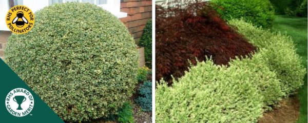Buy Box Hedging (Boxwood) | Buxus Hedging | Box Hedge Plants Online