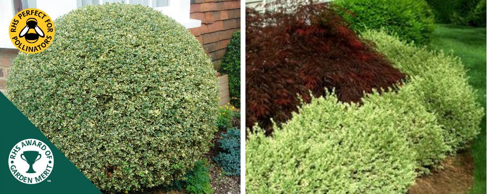 Buy Box Hedging (Boxwood) | Buxus Hedging | Box Hedge Plants Online