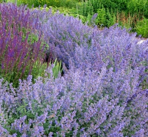 Buy Catmint 'Nepeta' | Plants & Ground Cover Online | Hopes Grove Nurseries
