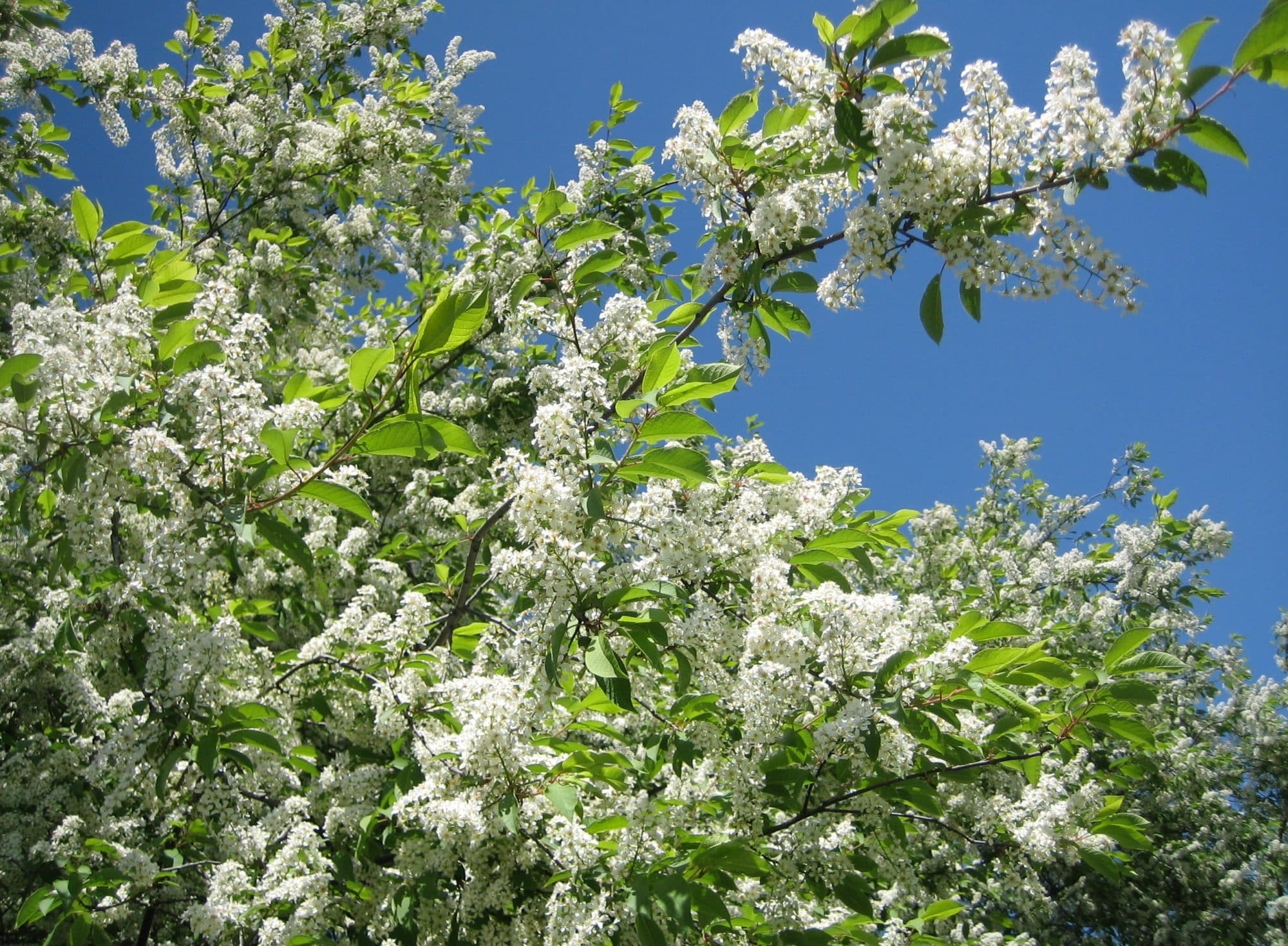 Buy Bird Cherry Hedge Plants | Prunus Padus Hedging | Hopes Grove Nurseries