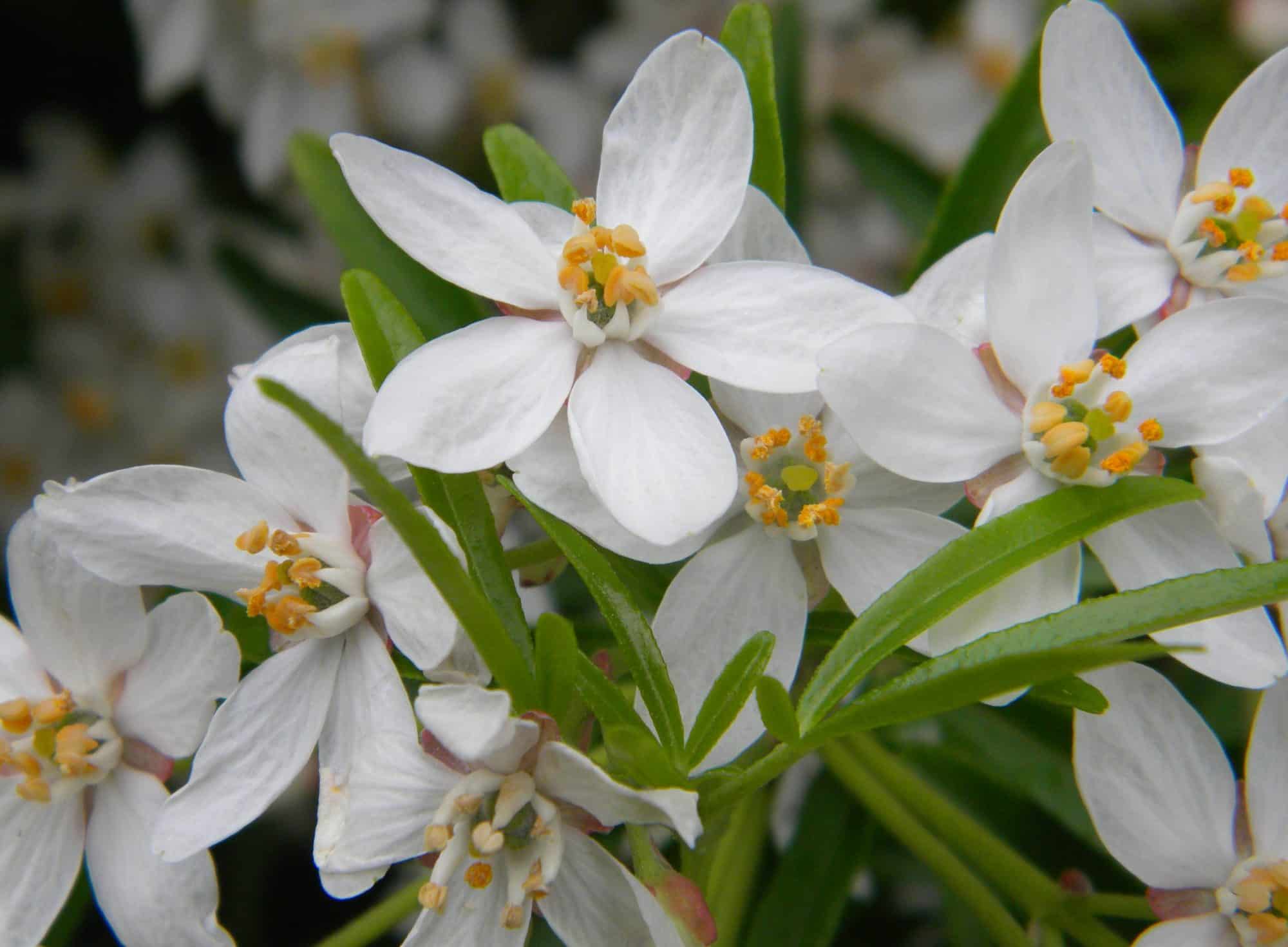 Buy Choisya Aztec Pearl | Mexican Orange Plants & Hedging | Hopes Grove