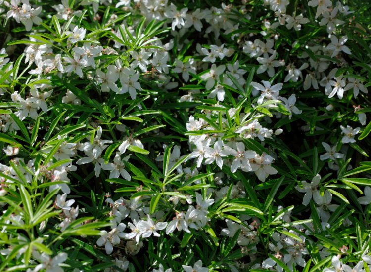 Choisya Aztec Pearl Hedging Plants - Choisya Sundance & More