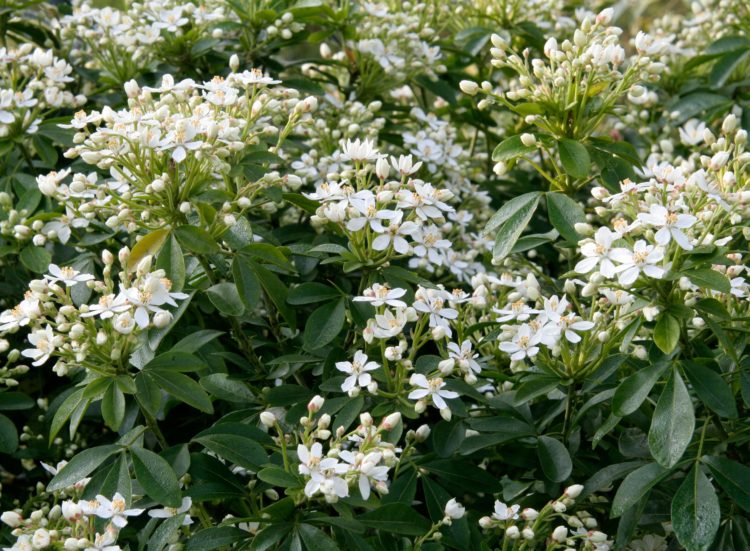 Choisya Hedging Plants (Mexican Orange Blossom)