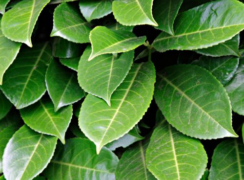 Laurel Hedging | Buy Laurel Hedge Plants Online | Hopes Grove Nurseries