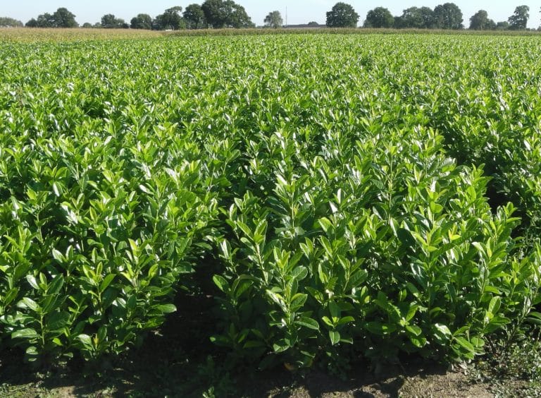 Buy Cherry Laurel Hedge Plants | Common Laurel Hedging | Prunus ...
