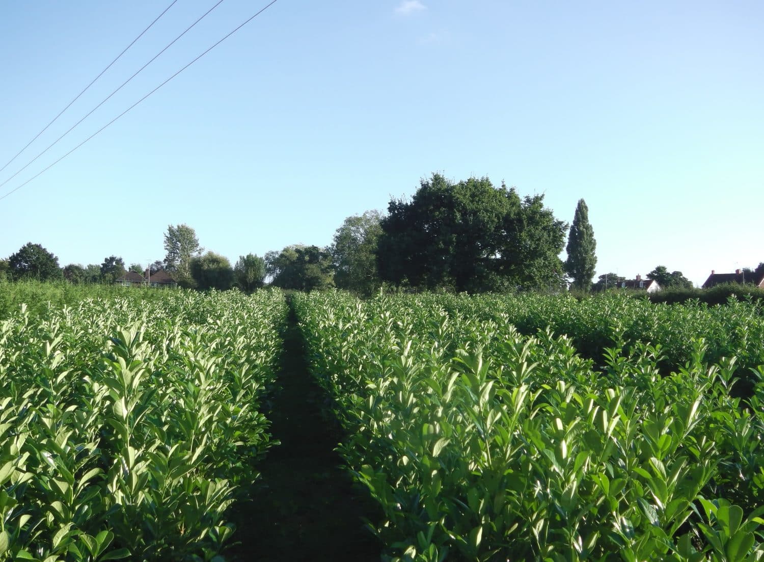 Buy Cherry Laurel Hedge Plants | Common Laurel Hedging | Prunus ...