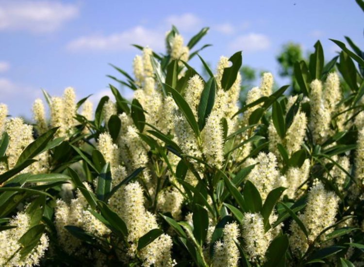 Buy Small Laurel Hedge Plants | Prunus Laurocerasus Otto Luyken