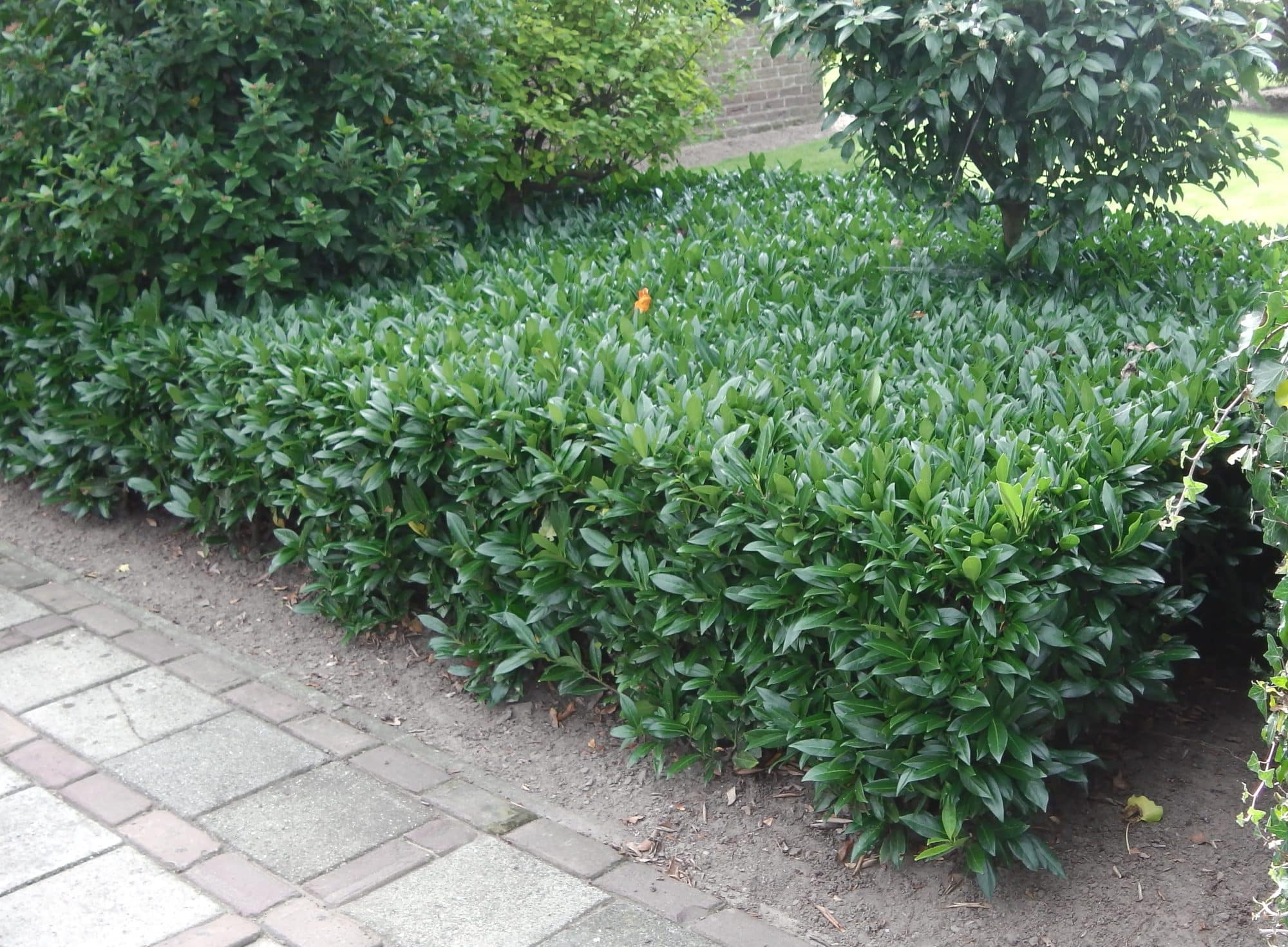 Buy Small Laurel Hedge Plants | Prunus Laurocerasus Otto Luyken