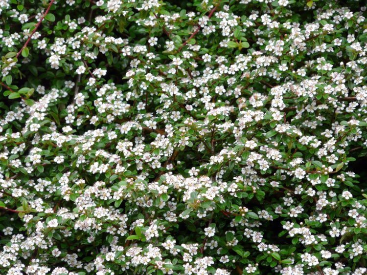 Buy Ground Cover Cotoneaster & Cotoneaster Plants | Hopes Grove Nurseries