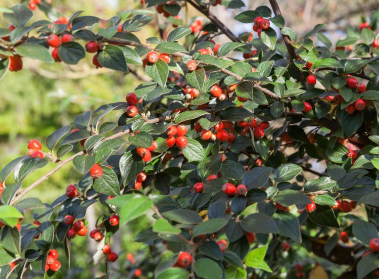 Cotoneaster Hedging Plant - Cotoneaster Lacteus & More
