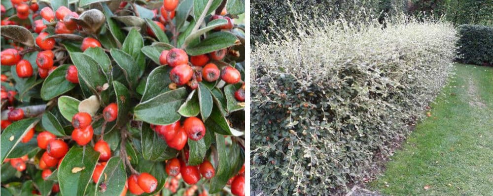 Buy Cotoneaster Hedging | Browse our Varieties Online at Hope Grove ...