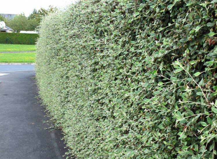 Buy Cotoneaster Franchetii | Hedging Plants & Shrubs by Hopes Grove ...