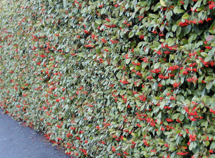 Cotoneaster Lacteus Hedging Plants