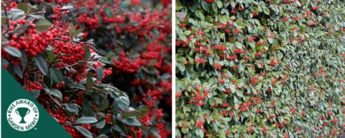 Cotoneaster Hedging Plant - Cotoneaster Lacteus & More