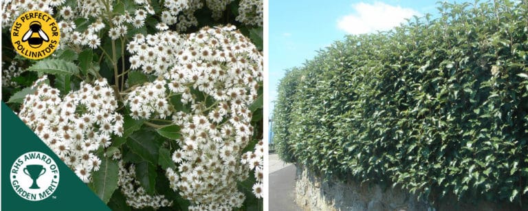 Buy Hedging Plants & Hedges Online - Hopes Grove Nurseries