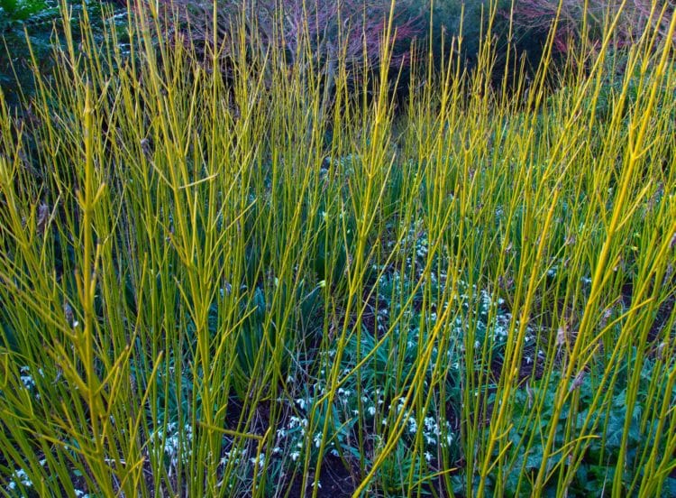 Dogwood Yellow Stem Hedging (Cornus Sericea Flaviramea)