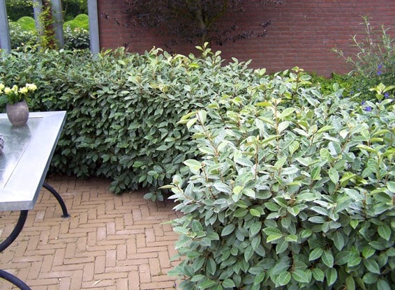 Buy Elaeagnus Hedging Plants | Oleaster Hedges at Hopes Grove Nurseries