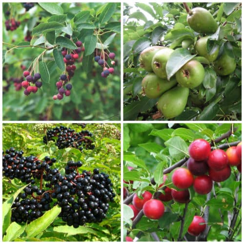 Buy Mixed Native Hedging Plants | English & British Hedges | Hopes ...