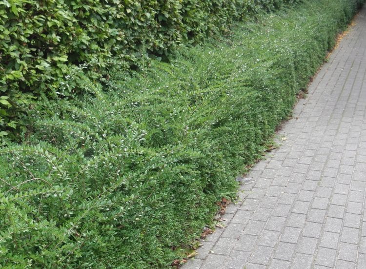Buy Lonicera Hedging Plants | Browse our Lonicera Varieties at Hopes Grove
