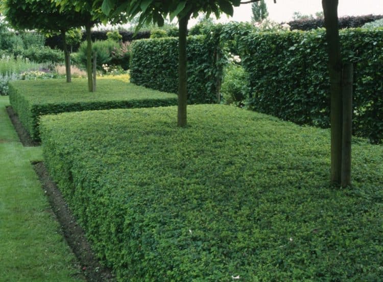 Buy Lonicera Nitida Elegant Hedging Plants | Hopes Grove Nurseries