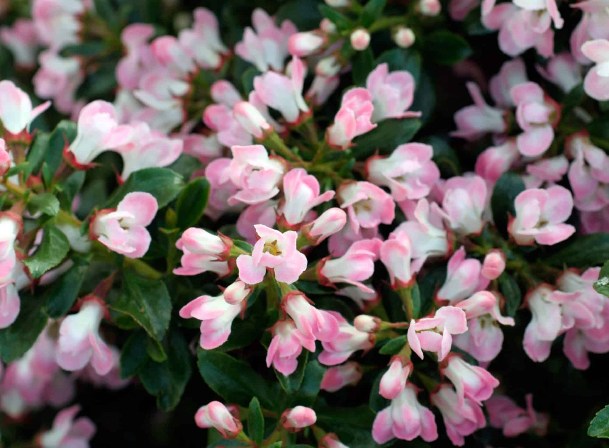 Buy Escallonia Apple Blossom Hedges | Hedging Plants at Hopes Grove ...