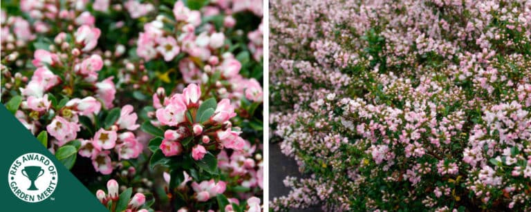 Buy Escallonia Hedging Plants | Browse our species from Hopes Grove ...