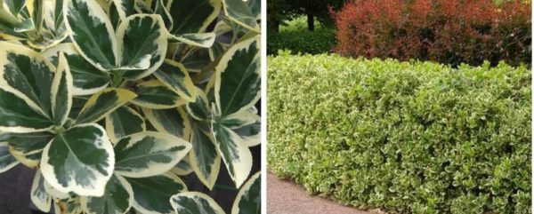Buy Euonymus Hedging | Euonymus Japonicus Hedging Plants | Hopes Grove ...