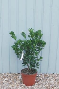 Buy Euonymus Japonicus Hedging | Japanese Spindle & Evergreen Spindle